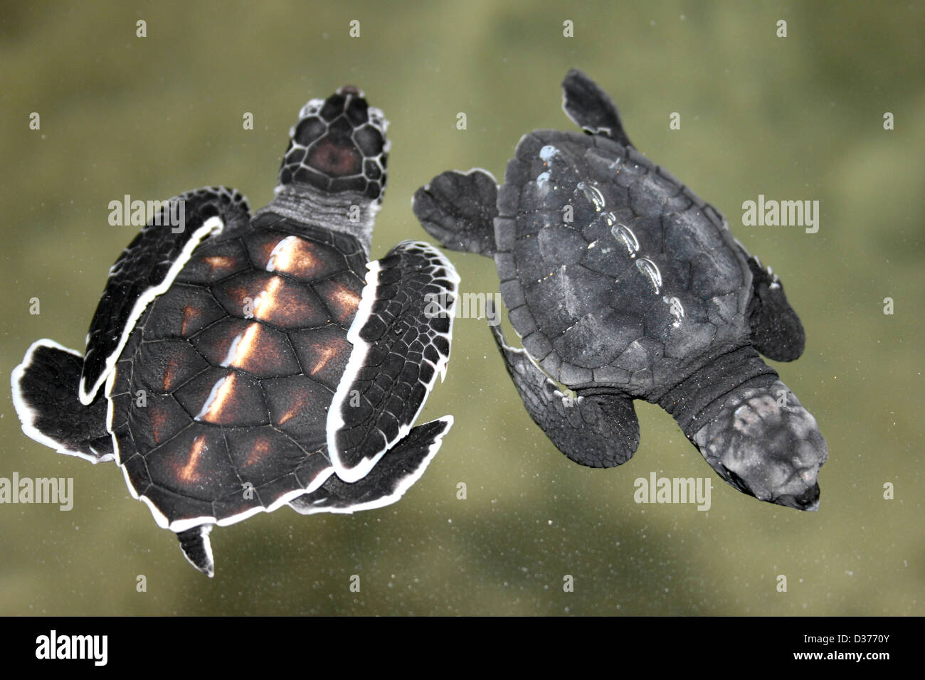 Olive Ridley Sea Turtle High Resolution Stock Photography and Images ...