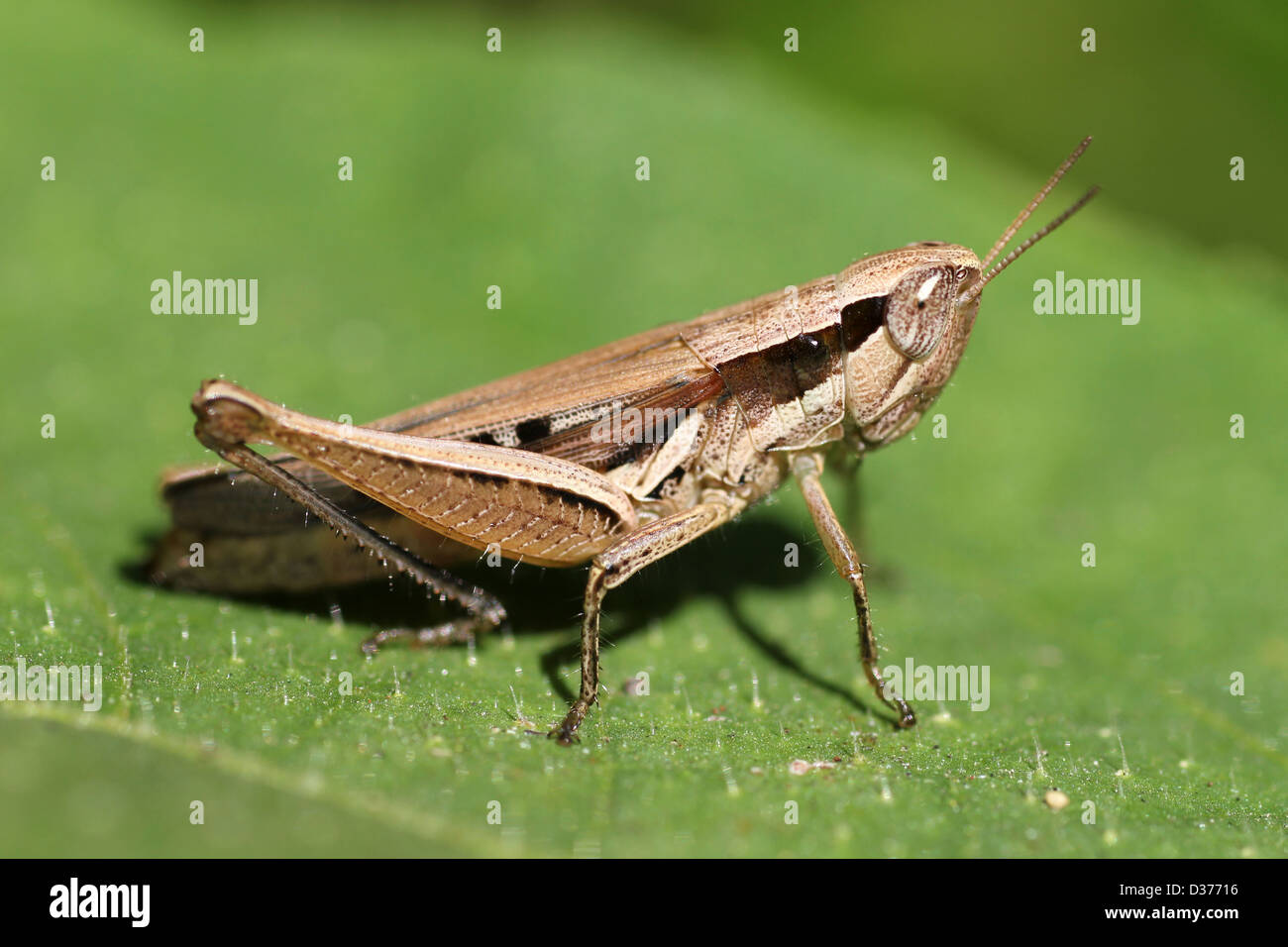 Grasshopper On Leaf In Sri Lanka Stock Photo - Alamy