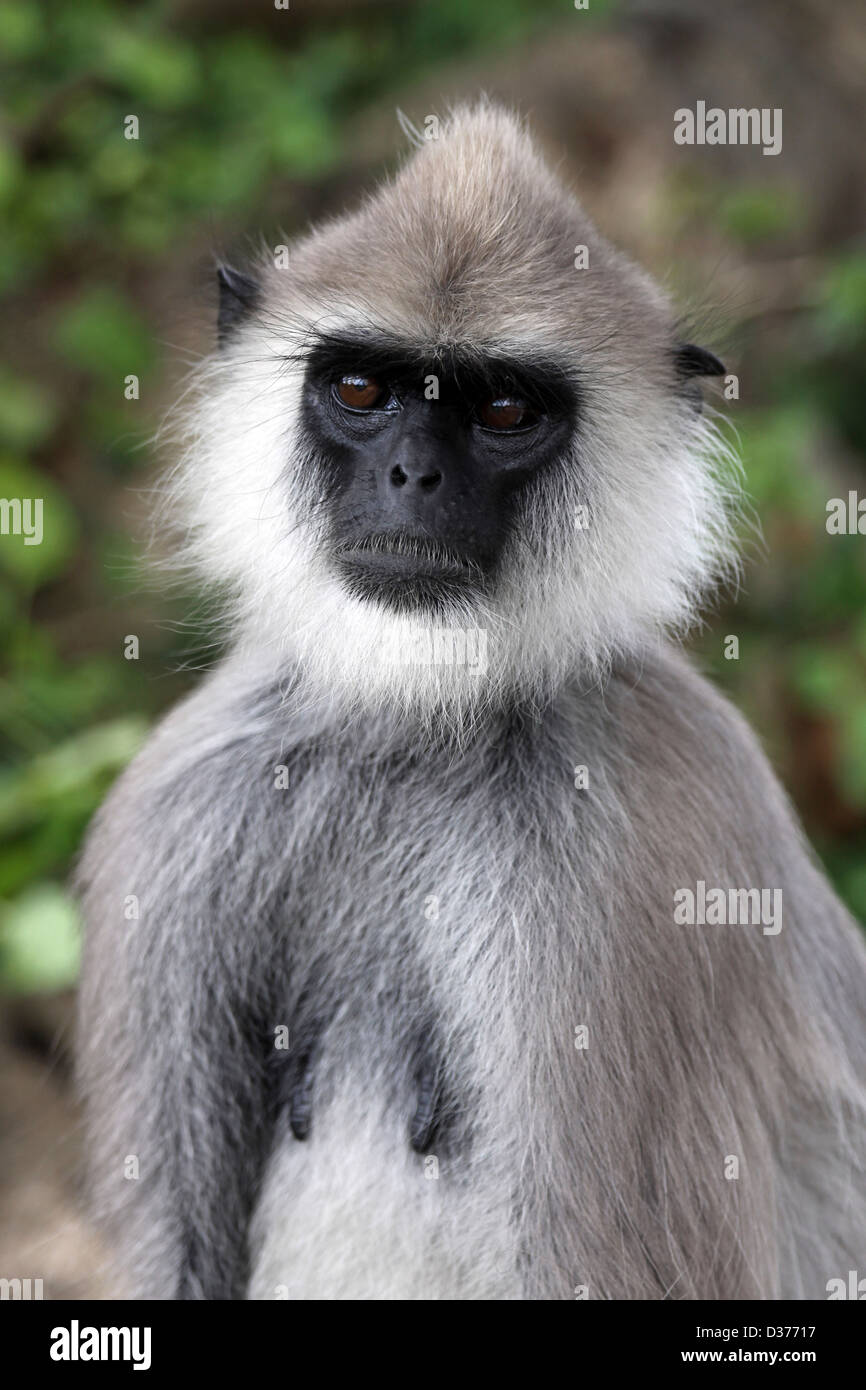 Colobine monkey hi-res stock photography and images - Alamy