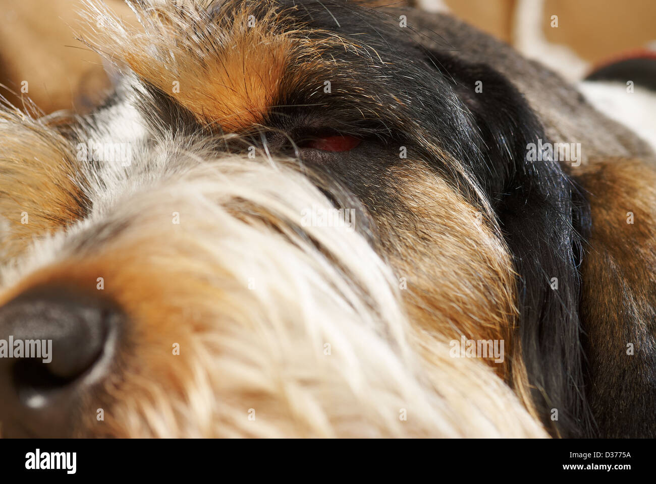 A sleepy Grand Basset Griffon Vendéen dog Stock Photo - Alamy