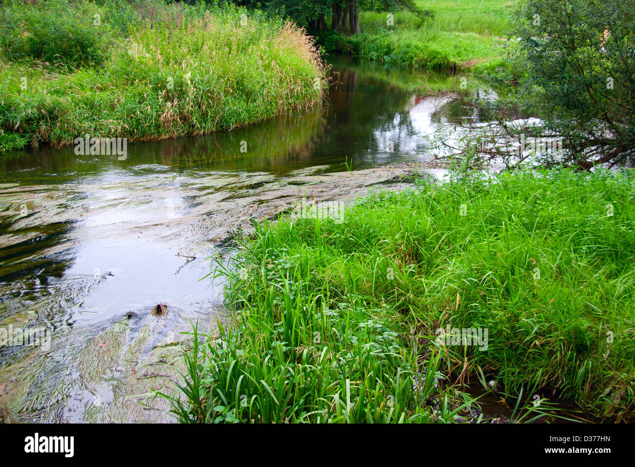 small river in the forest Stock Photo - Alamy