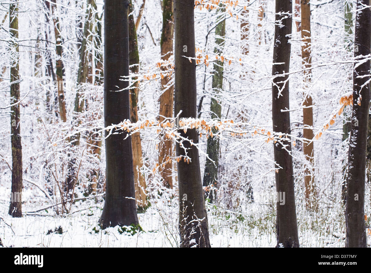 Deciduous trees in a wood in winter Stock Photo - Alamy