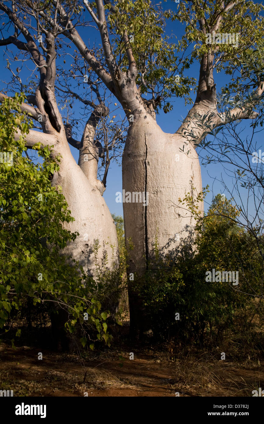 Tree Bulbous Trunk Stock Photos & Tree Bulbous Trunk Stock Images - Alamy