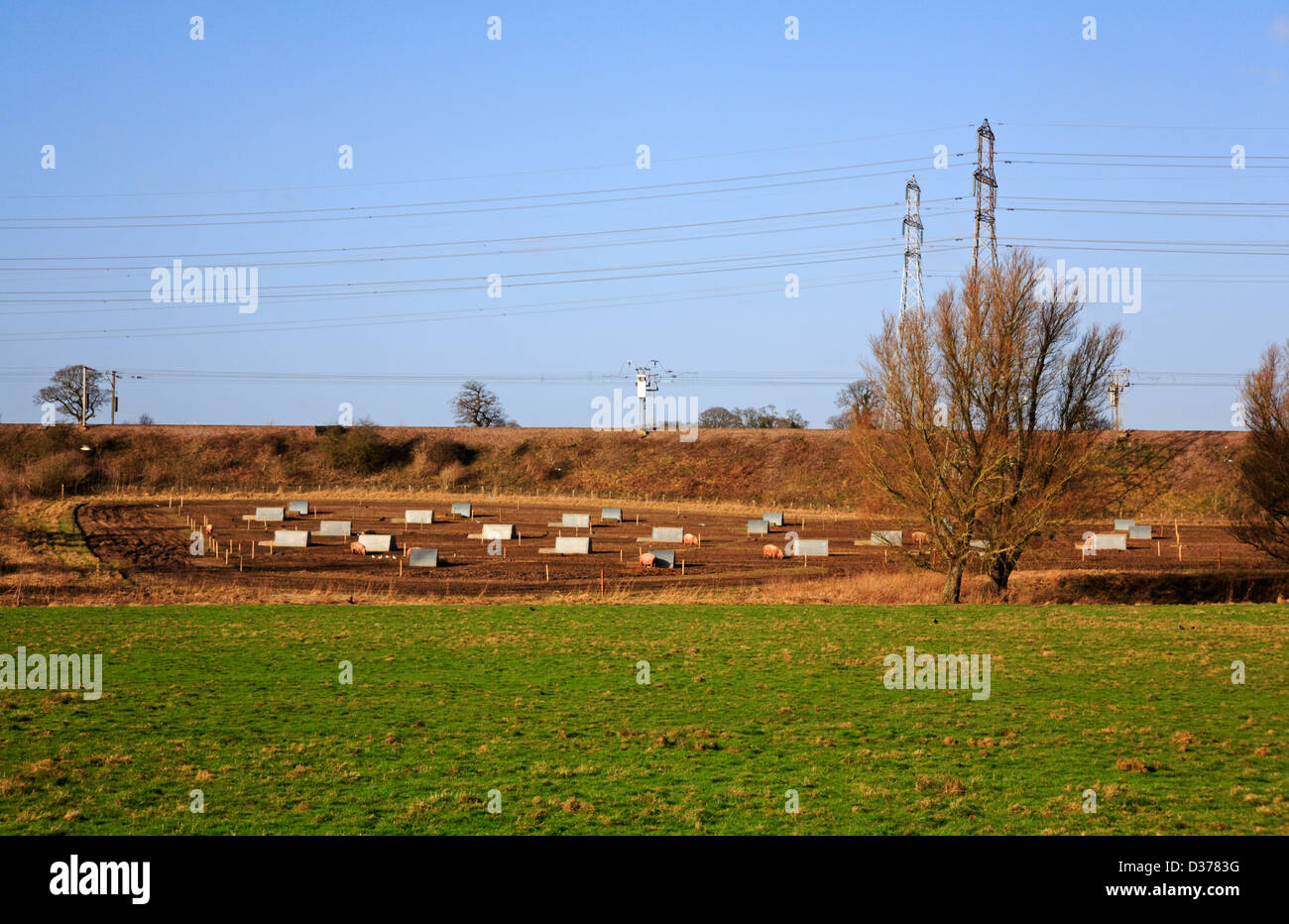 Pig unit uk hi-res stock photography and images - Alamy