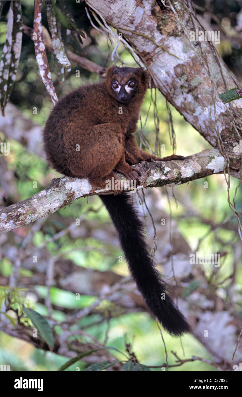 Red bellied lemur hi-res stock photography and images - Alamy