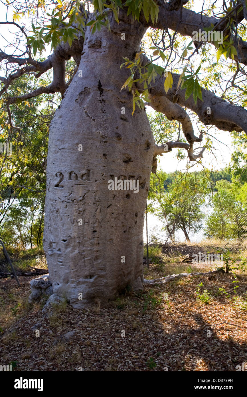 Tree Bulbous Trunk High Resolution Stock Photography and Images - Alamy