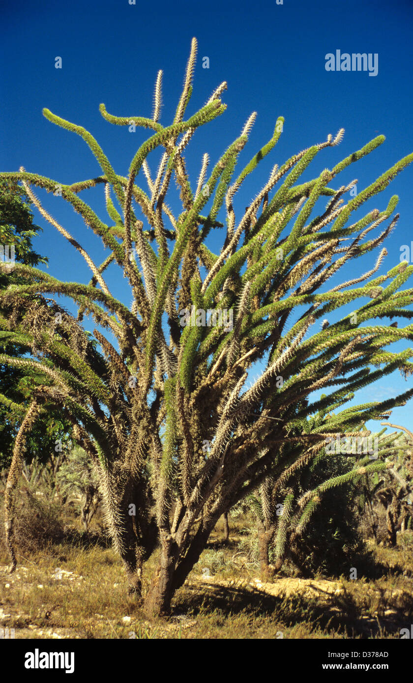 Octopus Tree Didierea madagascariensis in the Dry Spiny Forest of ...