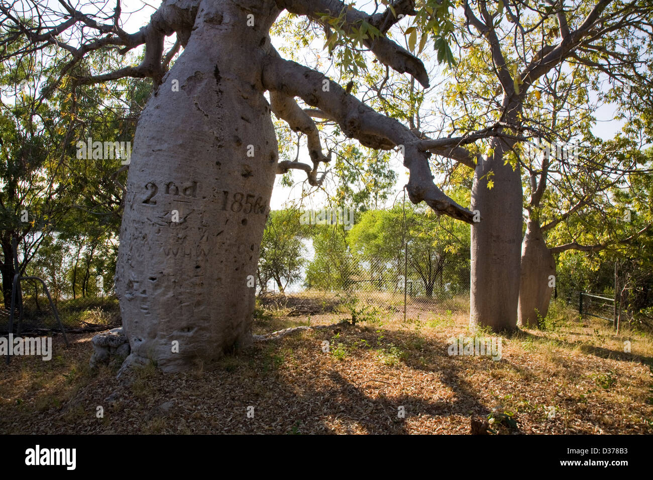 Boab tree, Gregory National Park, Northern Territory, Australia Stock ...