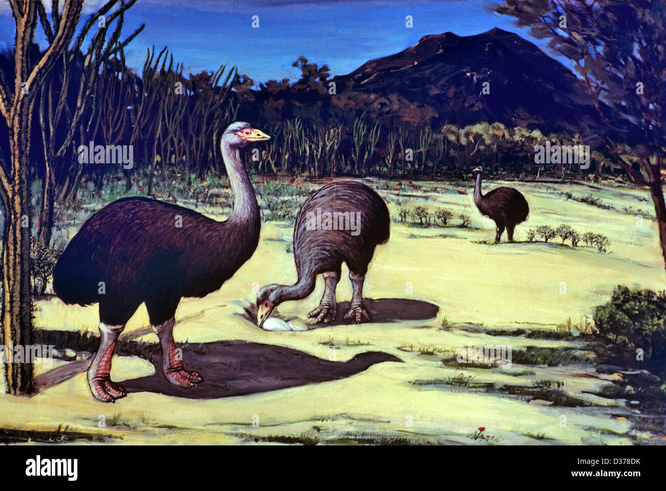 Elephant Bird Extinct Animals