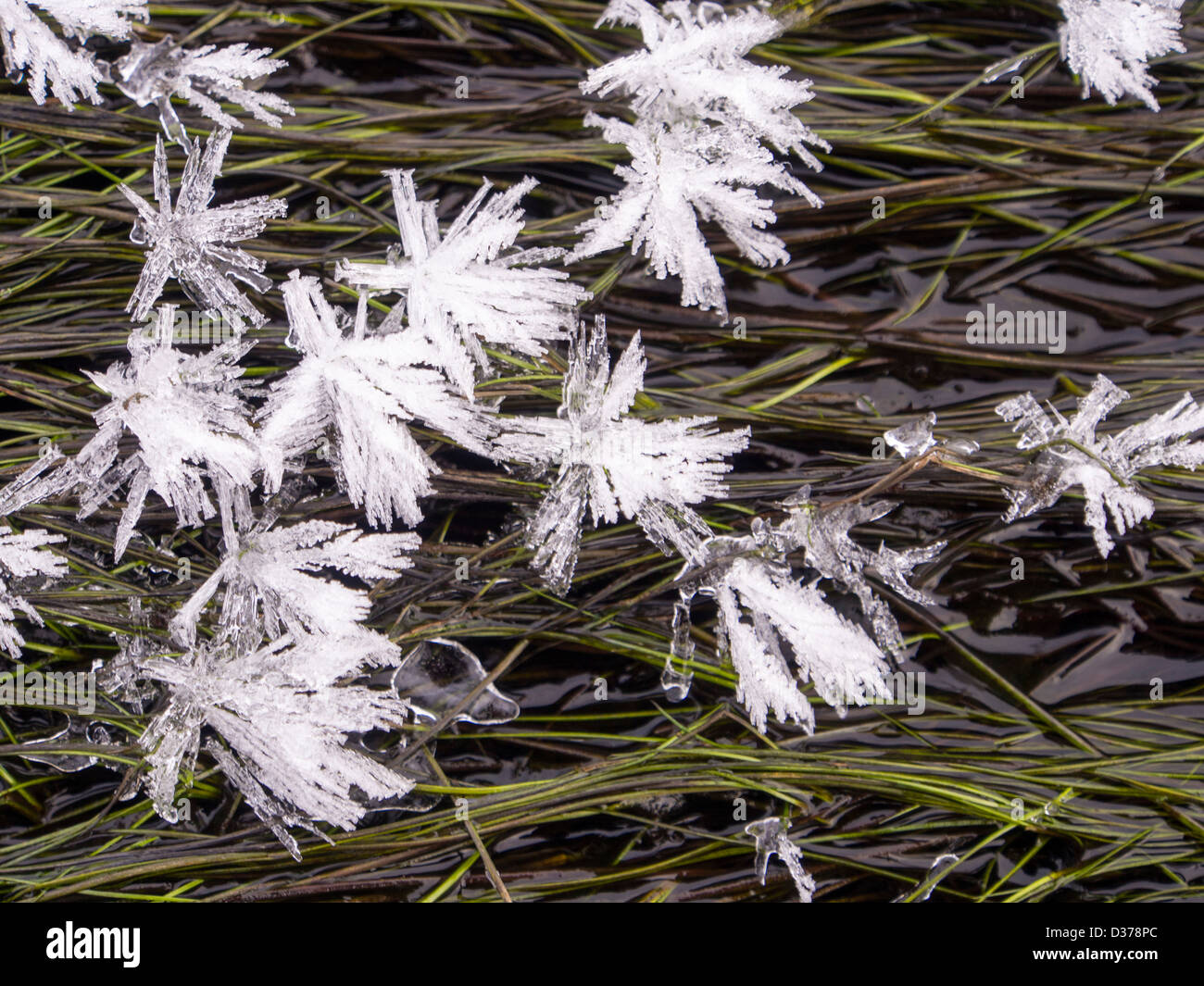 Ice crystals on water weed in a stream on Crinkle Crags, Lake District ...