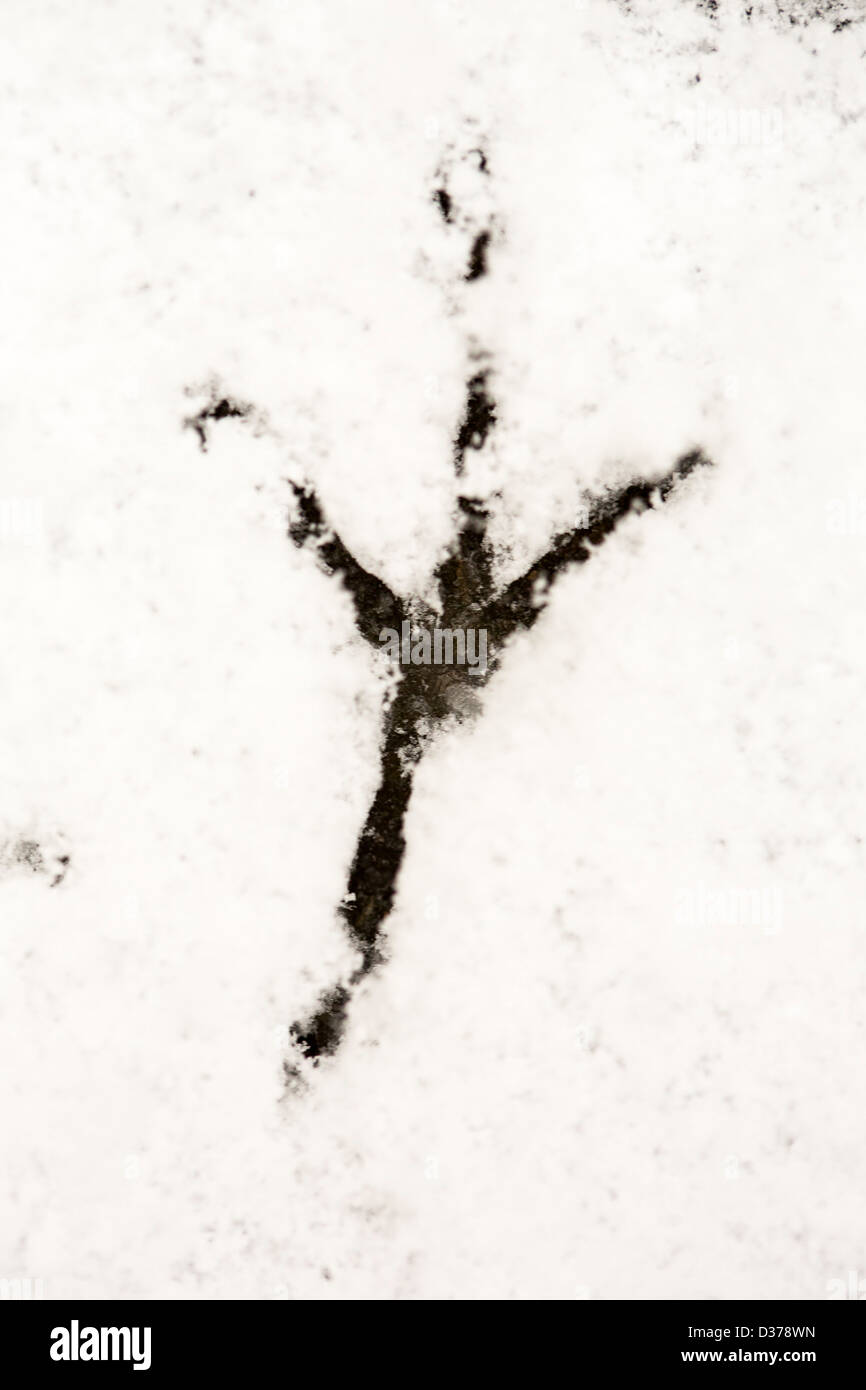 Footprint of birds hi-res stock photography and images - Alamy