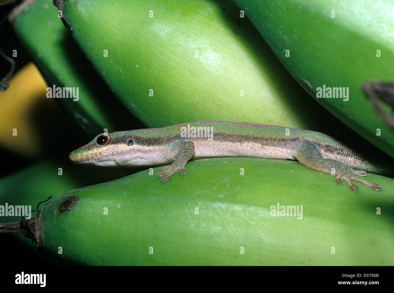 One-Line Day Gecko aka Line Day Gecko, Phelsuma lineata, on Bunch of ...