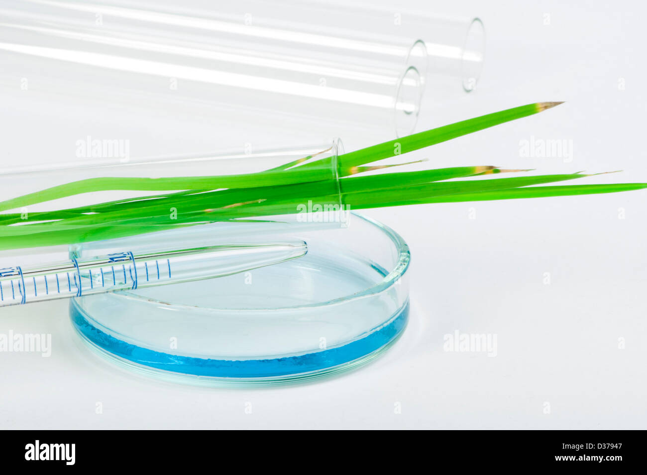 Green plants in laboratory equipment on white background Stock Photo ...