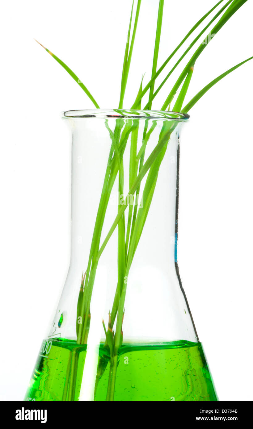 Green plants in laboratory equipment on white background Stock Photo ...