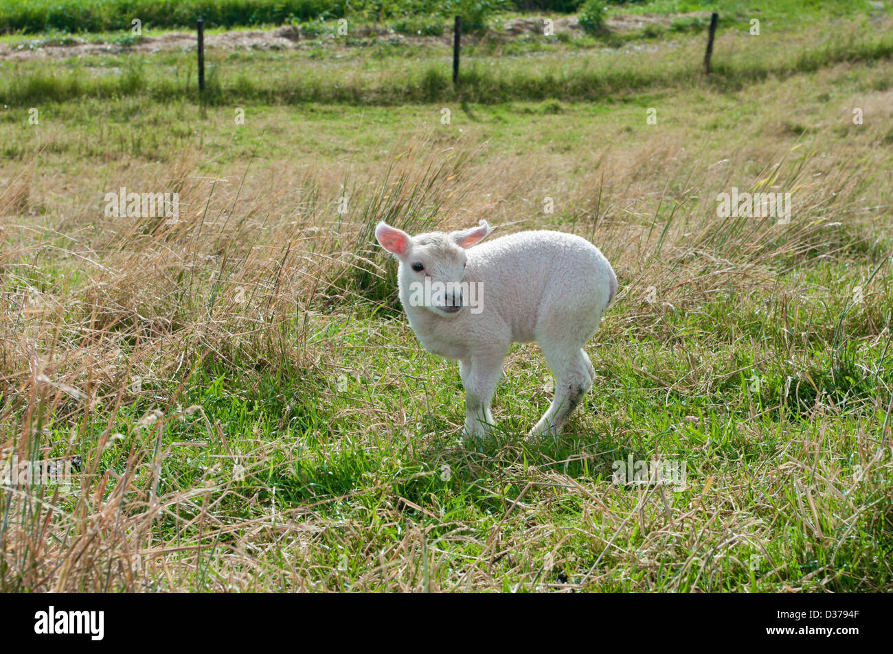 cute little newborn lamb in a meadow Stock Photo - Alamy