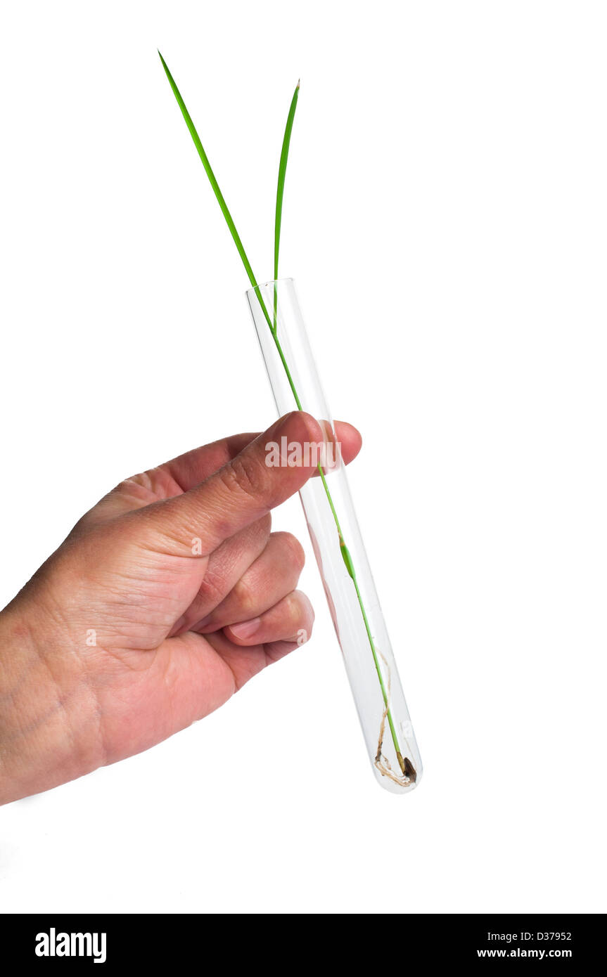 Green plants in laboratory equipment on white background Stock Photo ...