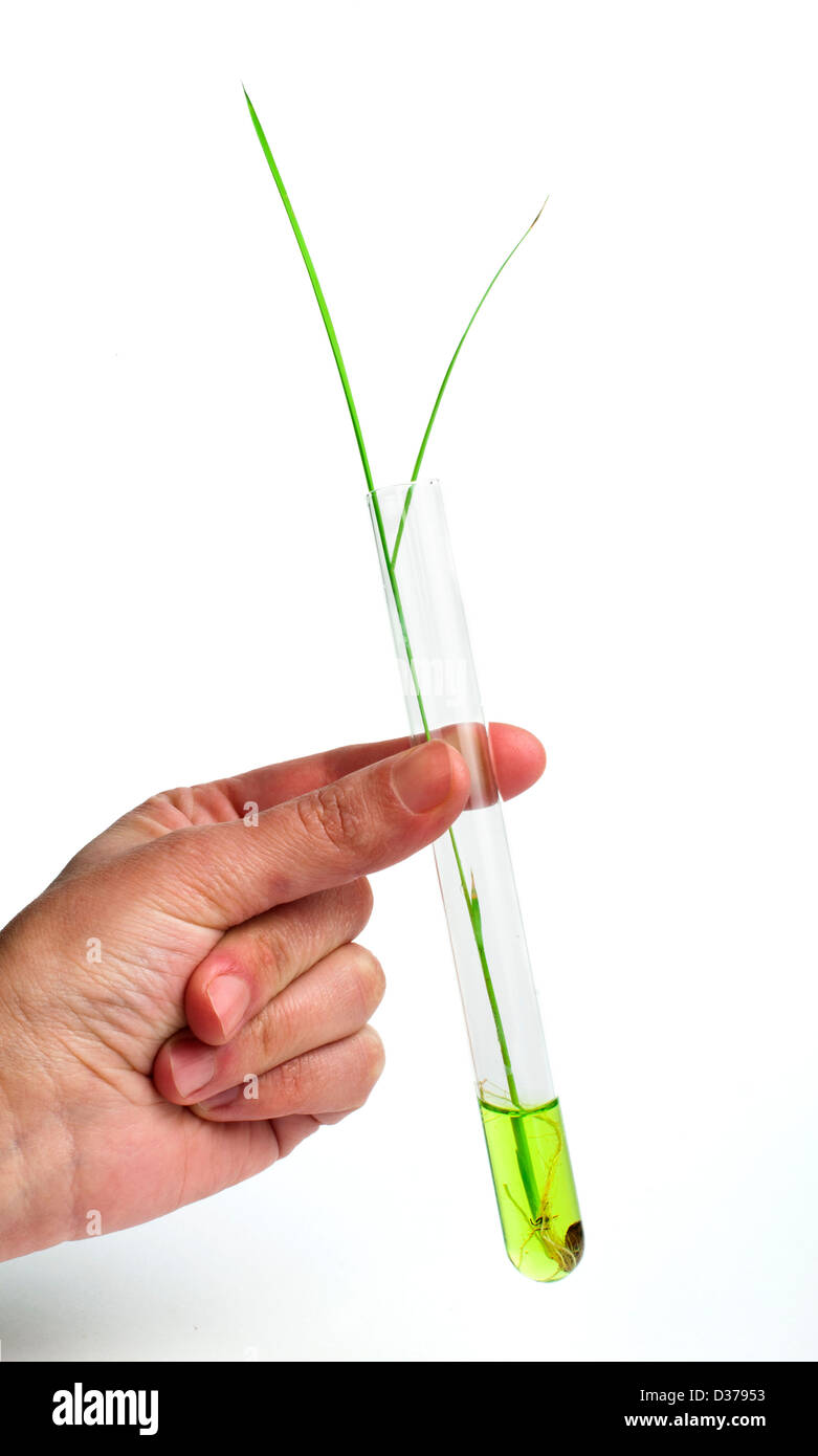 Green plants in laboratory equipment on white background Stock Photo ...