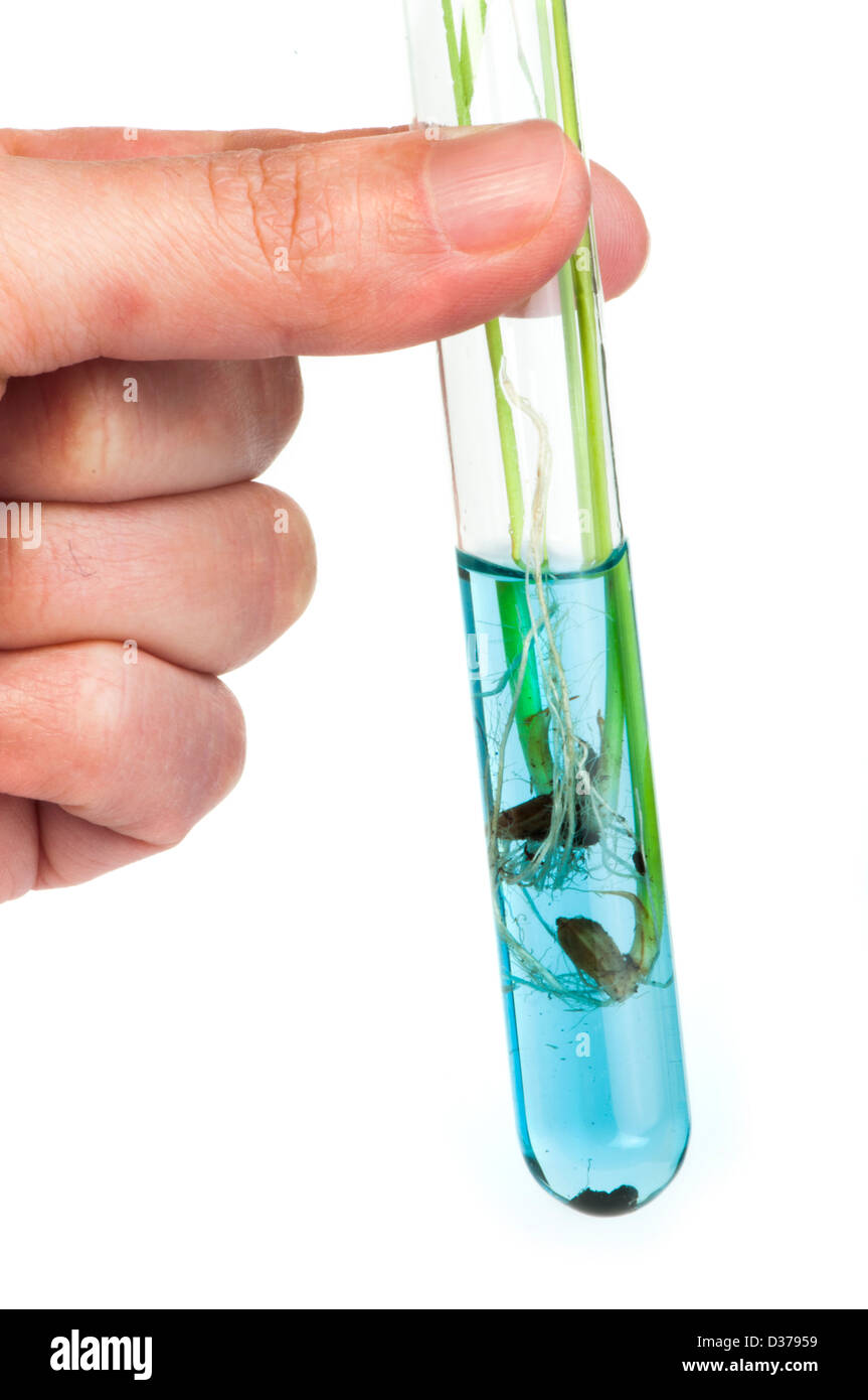 Green plants in laboratory equipment on white background Stock Photo ...