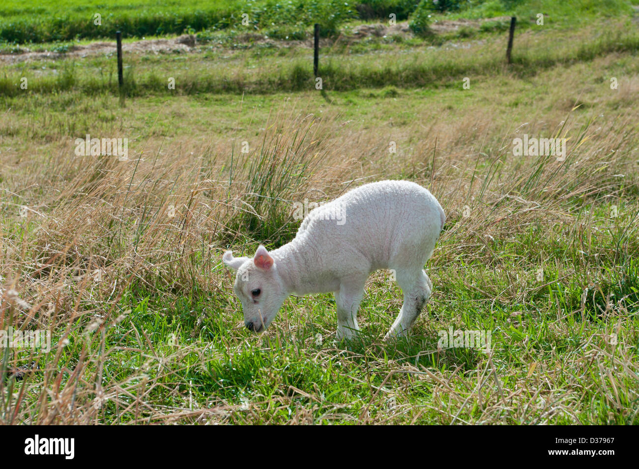 cute little newborn lamb in a meadow Stock Photo - Alamy