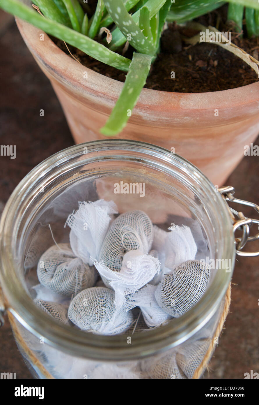 Infused tea bags in a glass jar with a potted Aloe Vera plant at the ...