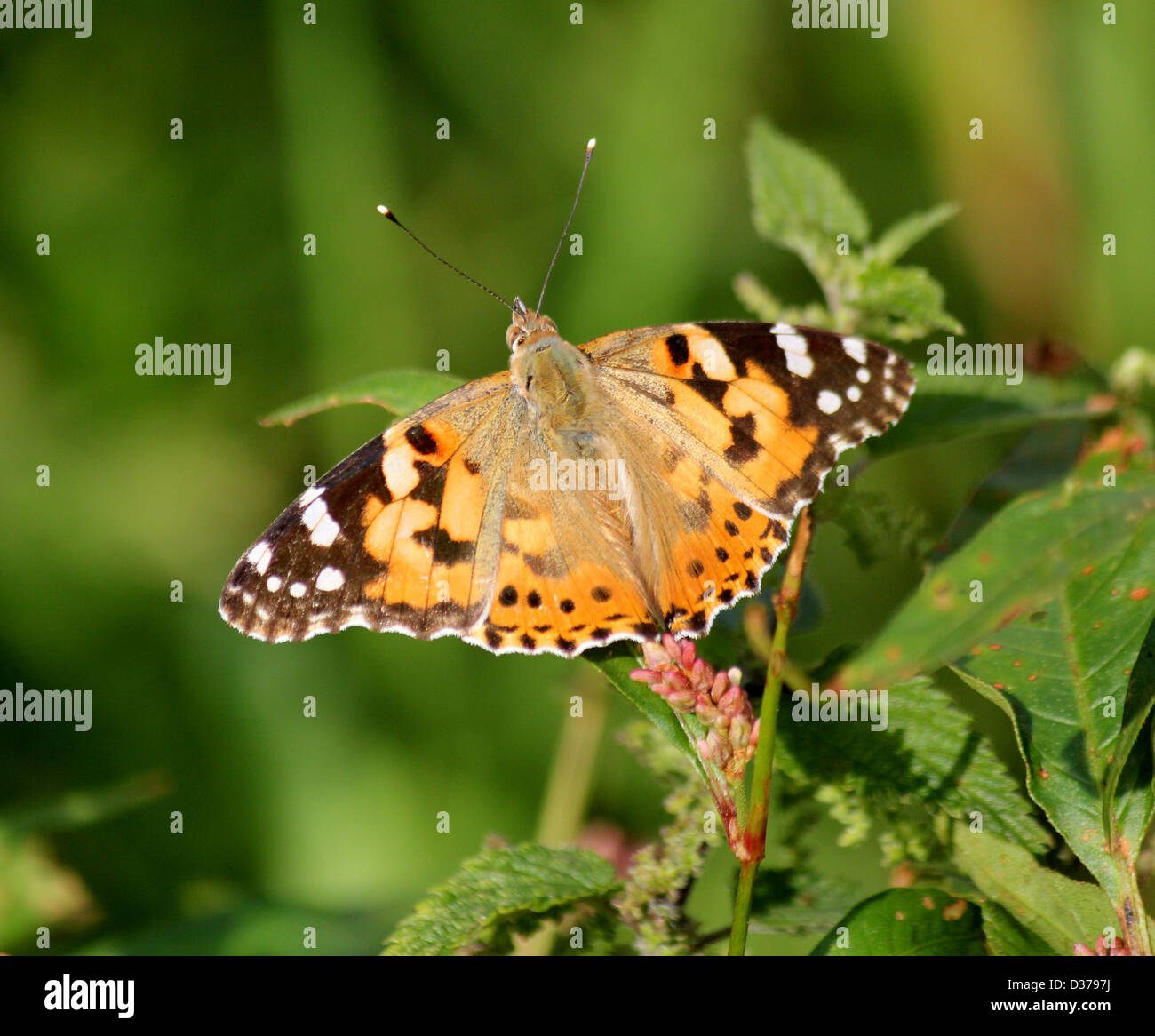 Proboscis de mariposa hi-res stock photography and images - Alamy