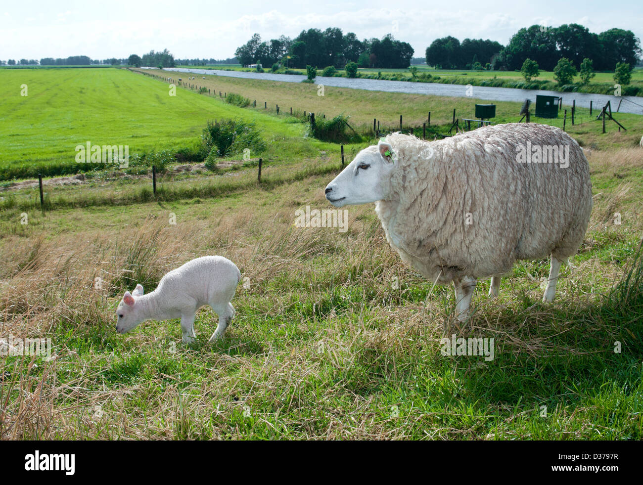 mother sheep with her young lamb Stock Photo - Alamy