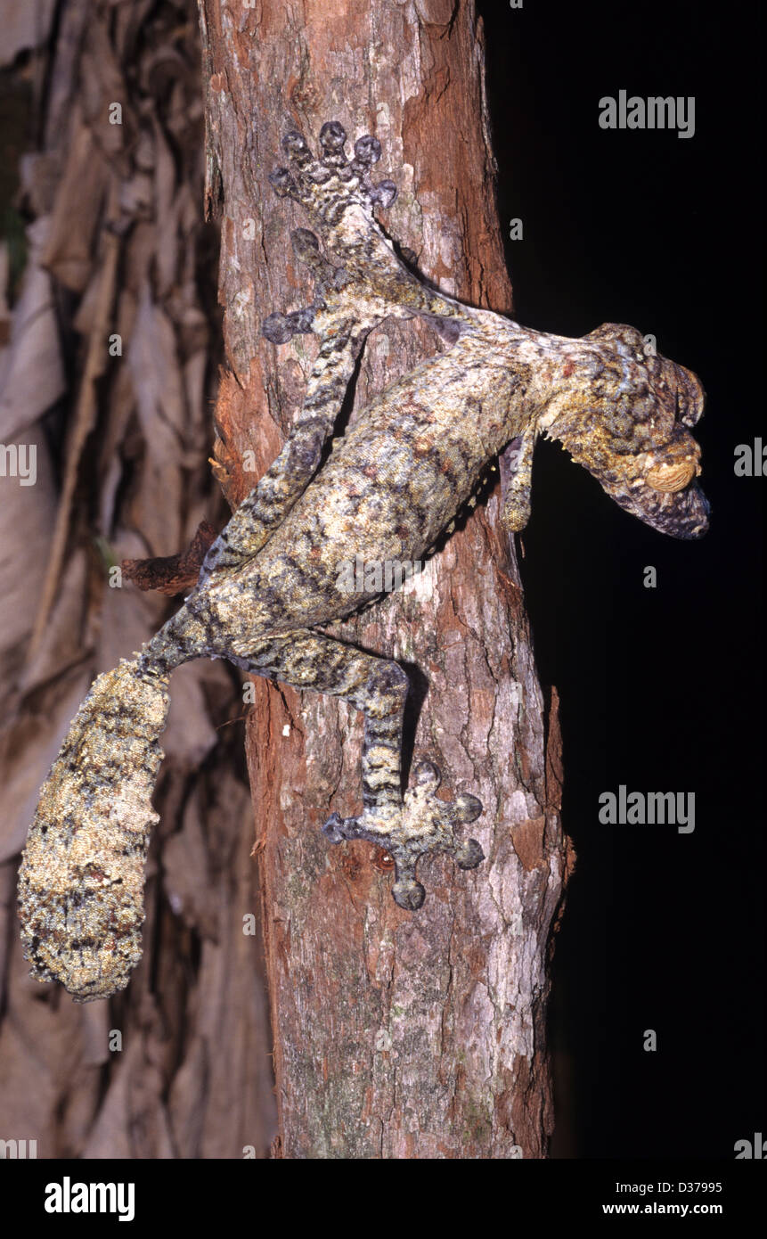 Leaf-Mimic Praying Mantis Phyllocrania illudens which Disguises Itself ...