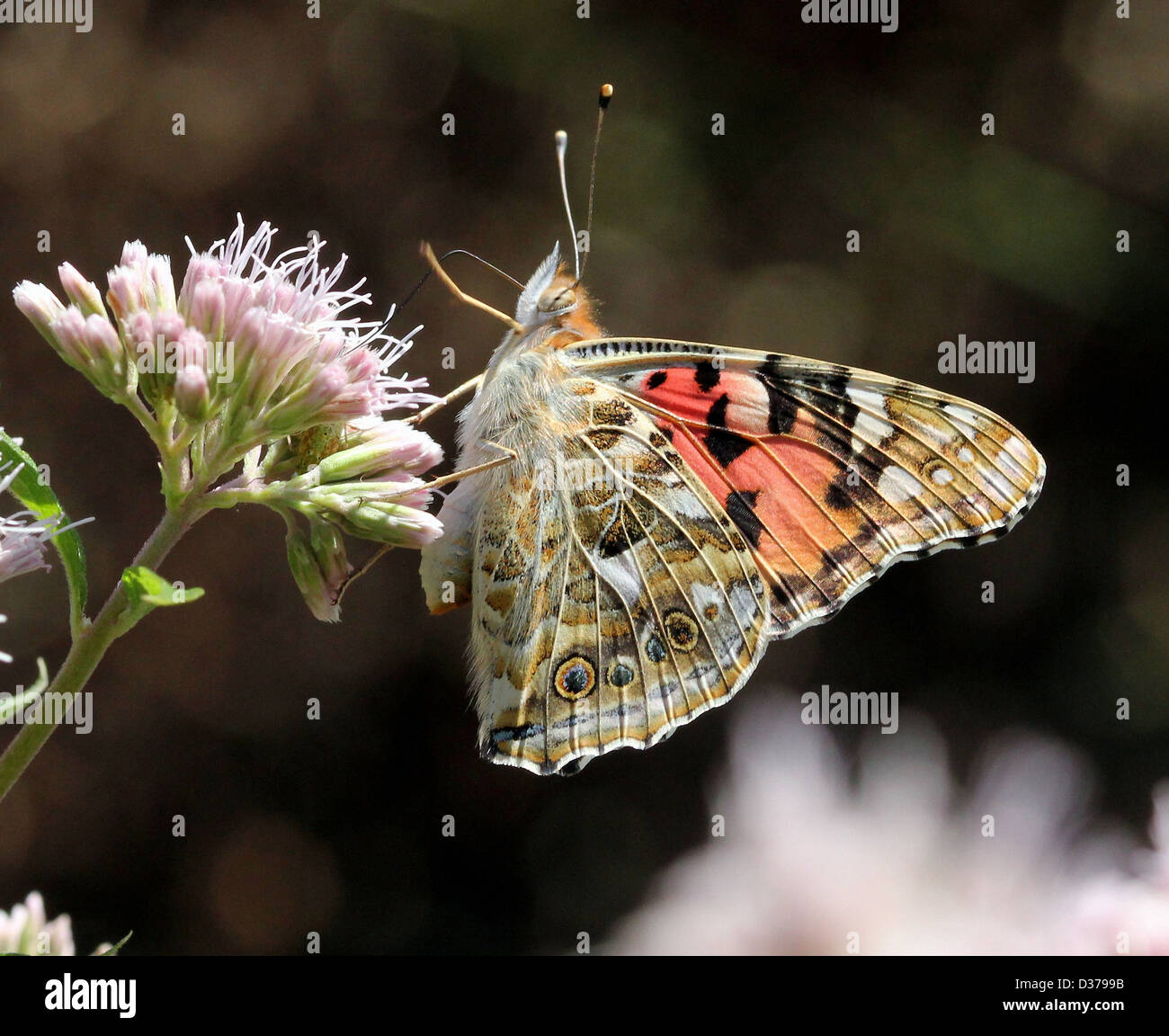 Detailed macro of a Painted Lady-butterfly (vanessa Cardui or ...
