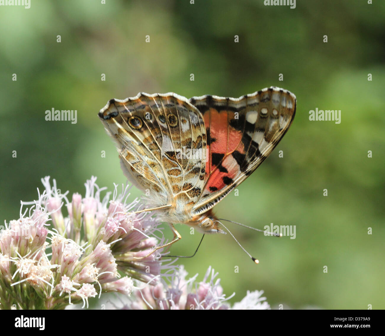 Detailed macro of a Painted Lady-butterfly (vanessa Cardui or ...