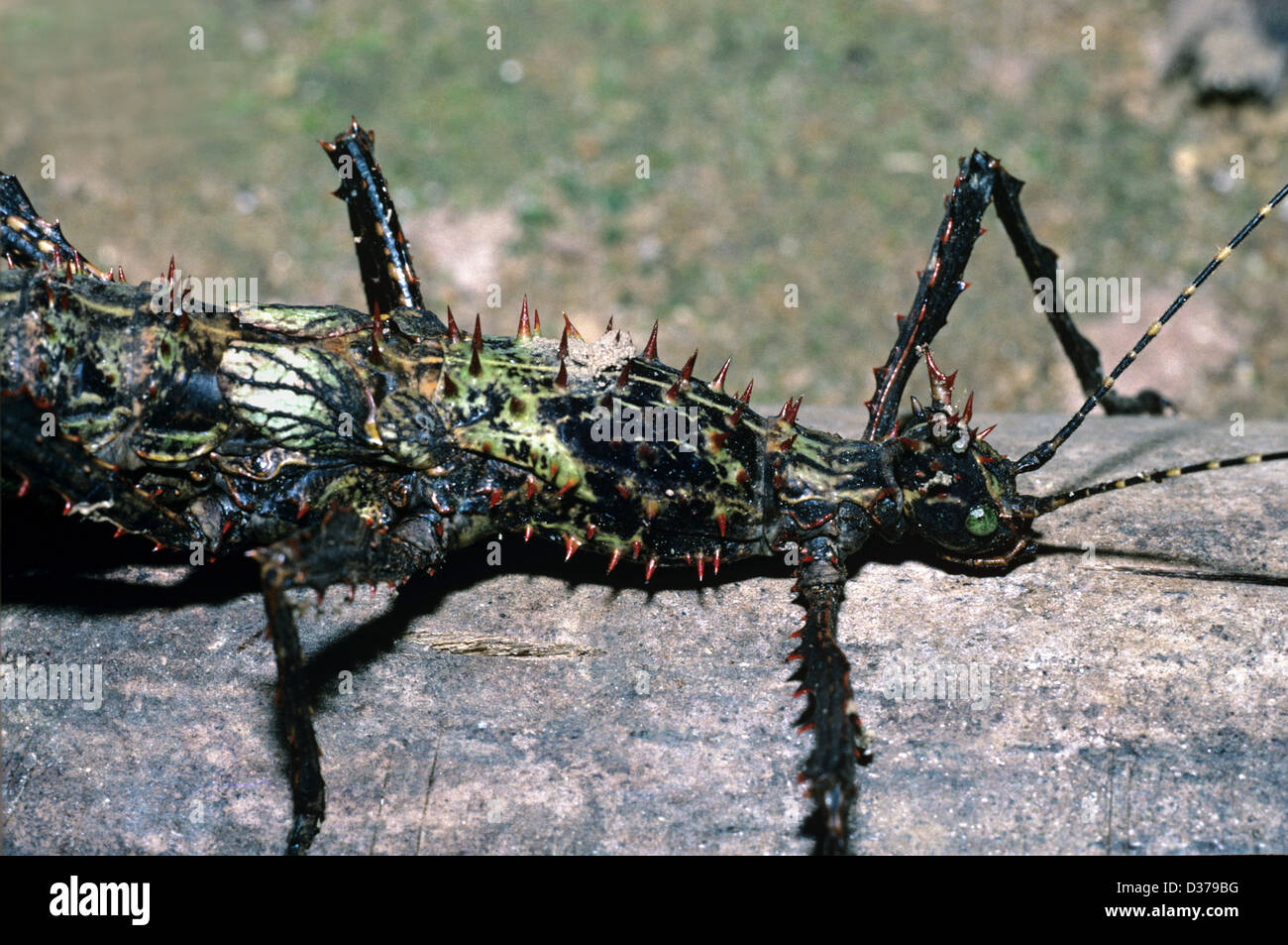 Spiny Stick Insect Achrioptera sp Madagascar Stock Photo - Alamy