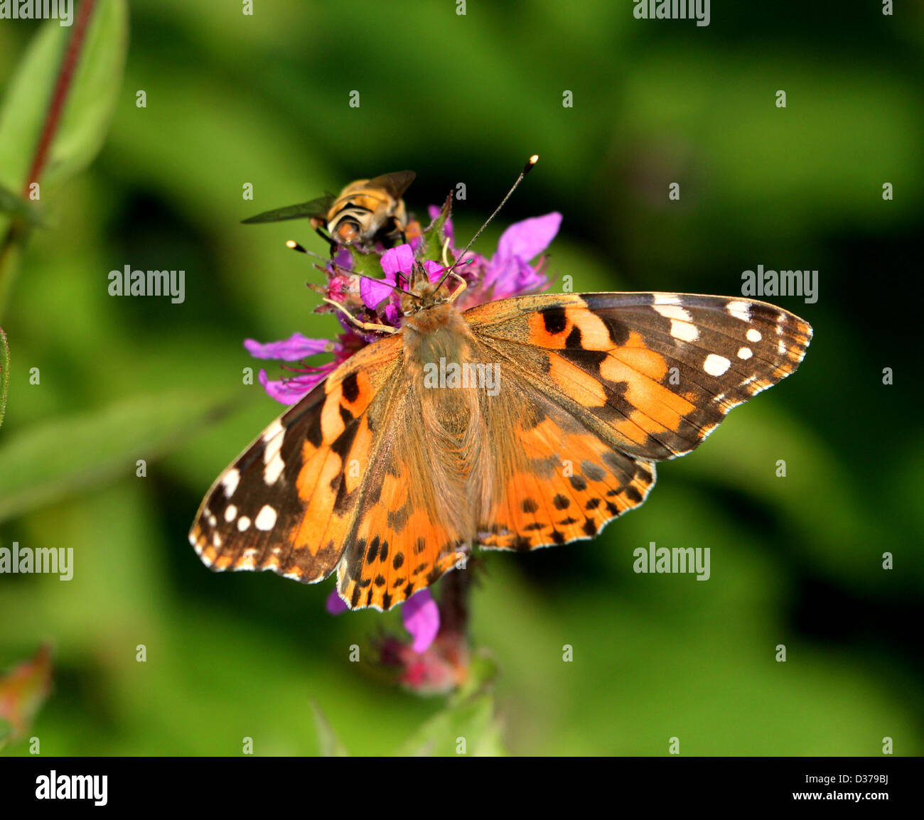 Detailed macro of a Painted Lady-butterfly (vanessa Cardui or ...