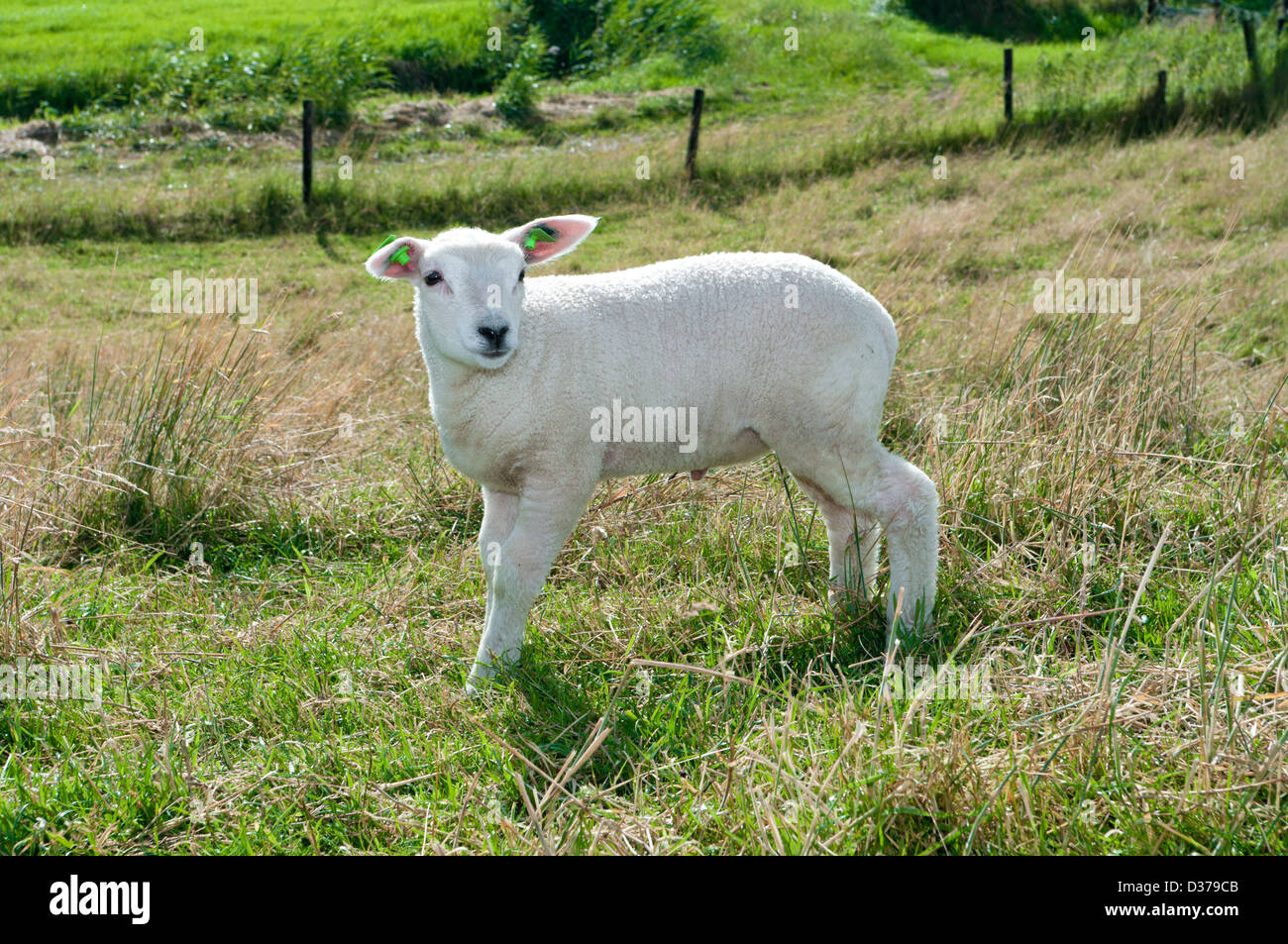 Born a ram hi-res stock photography and images - Alamy