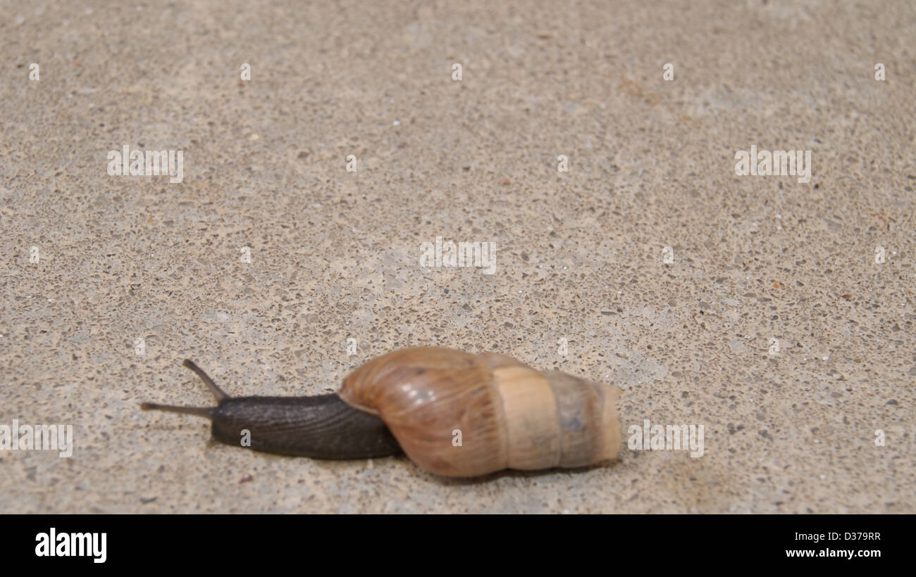 Snail close view Stock Photo - Alamy