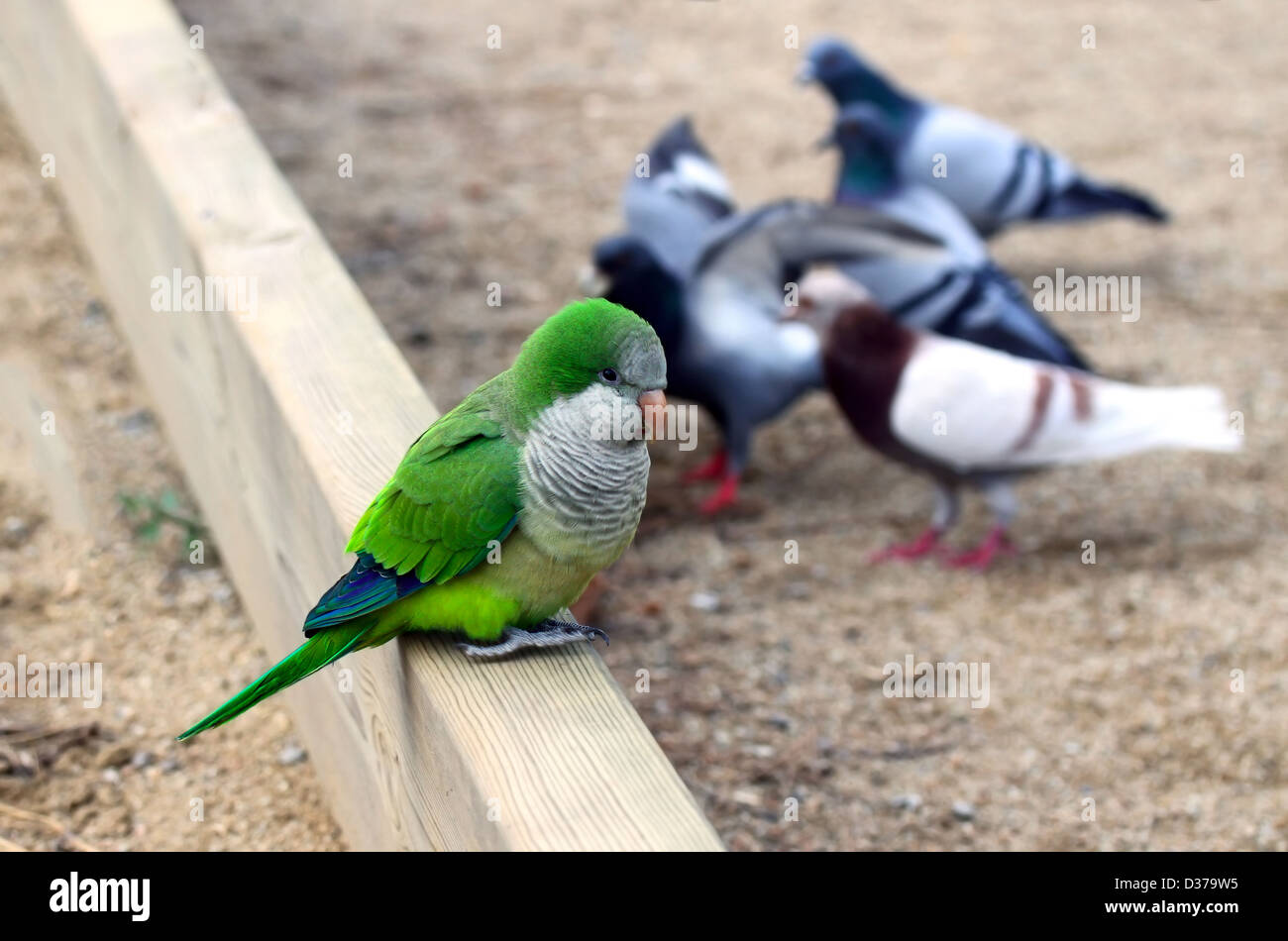 Parrot and pigeons in Barcelona, Spain Stock Photo - Alamy