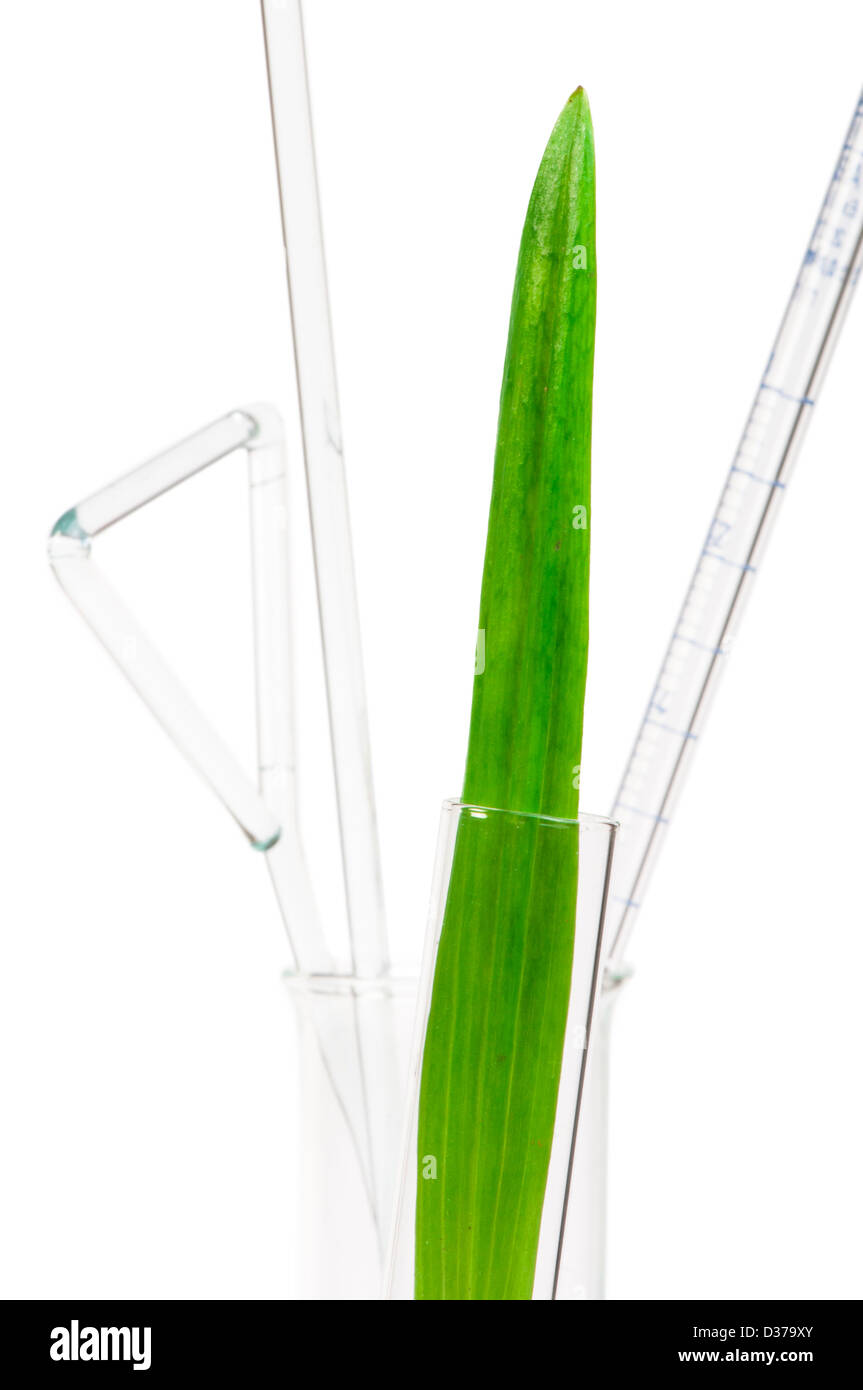Green plants in laboratory equipment on white background Stock Photo ...