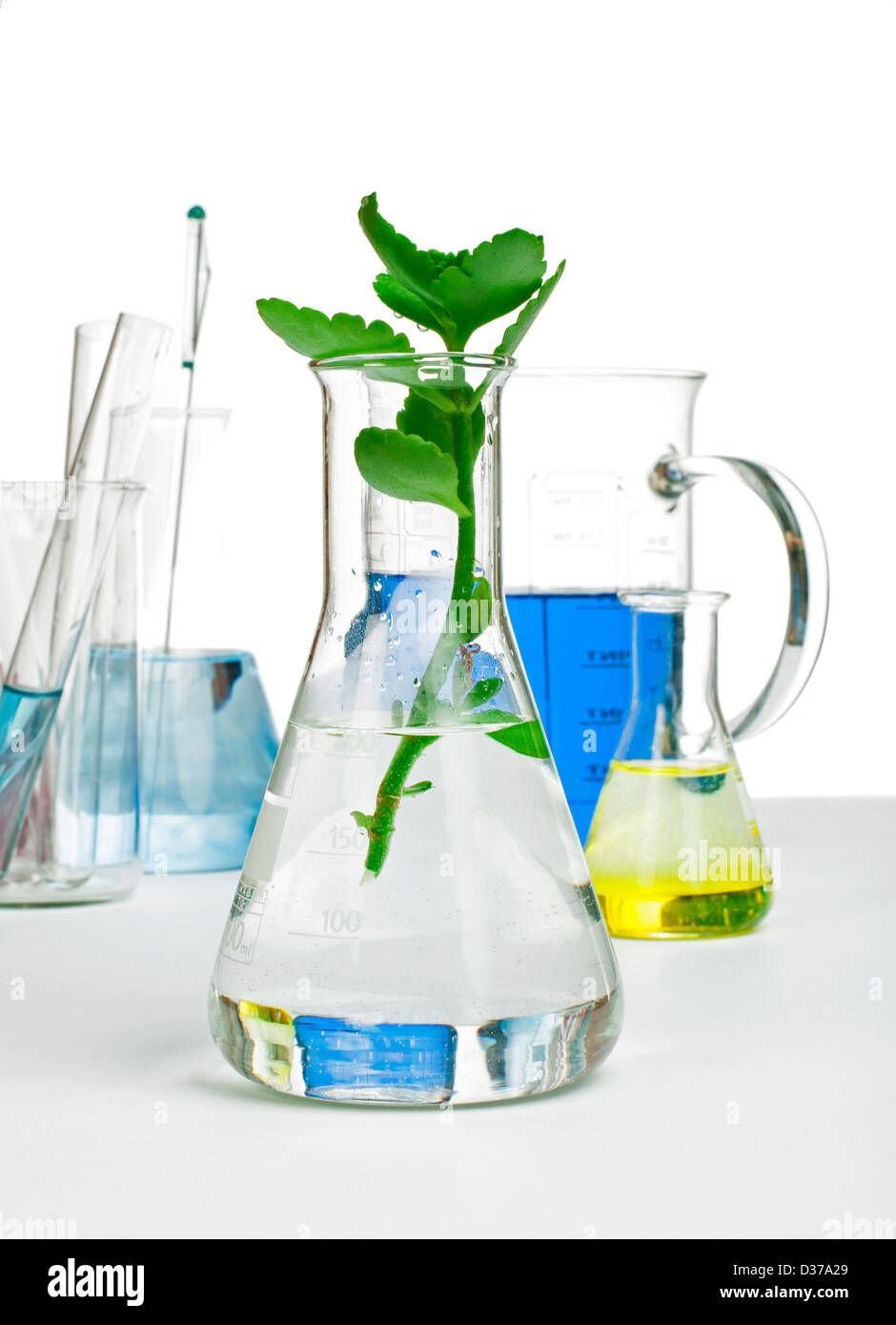 Green plants in laboratory equipment on white background Stock Photo ...