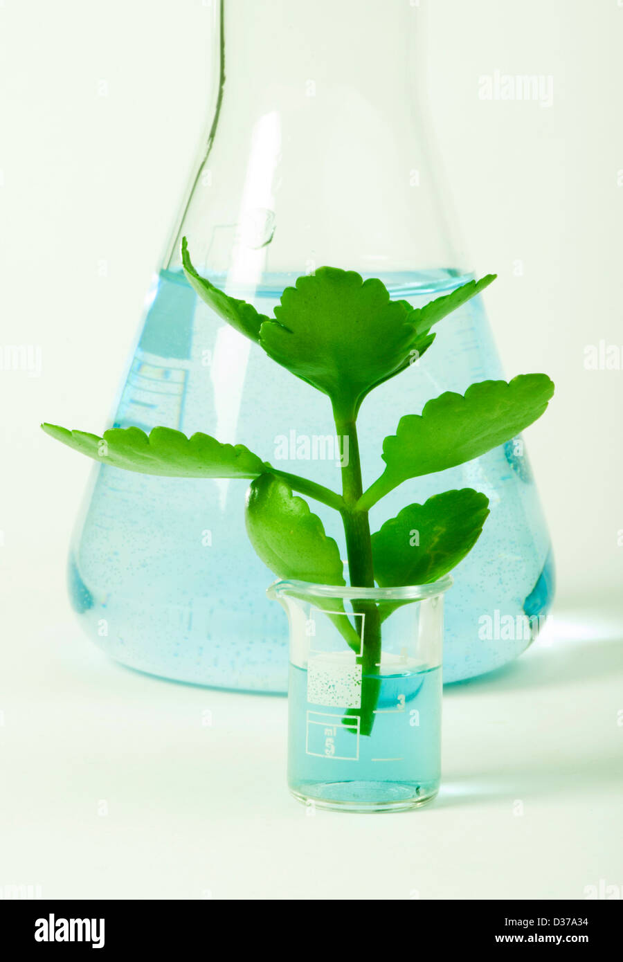 Green plants in laboratory equipment on white background Stock Photo ...