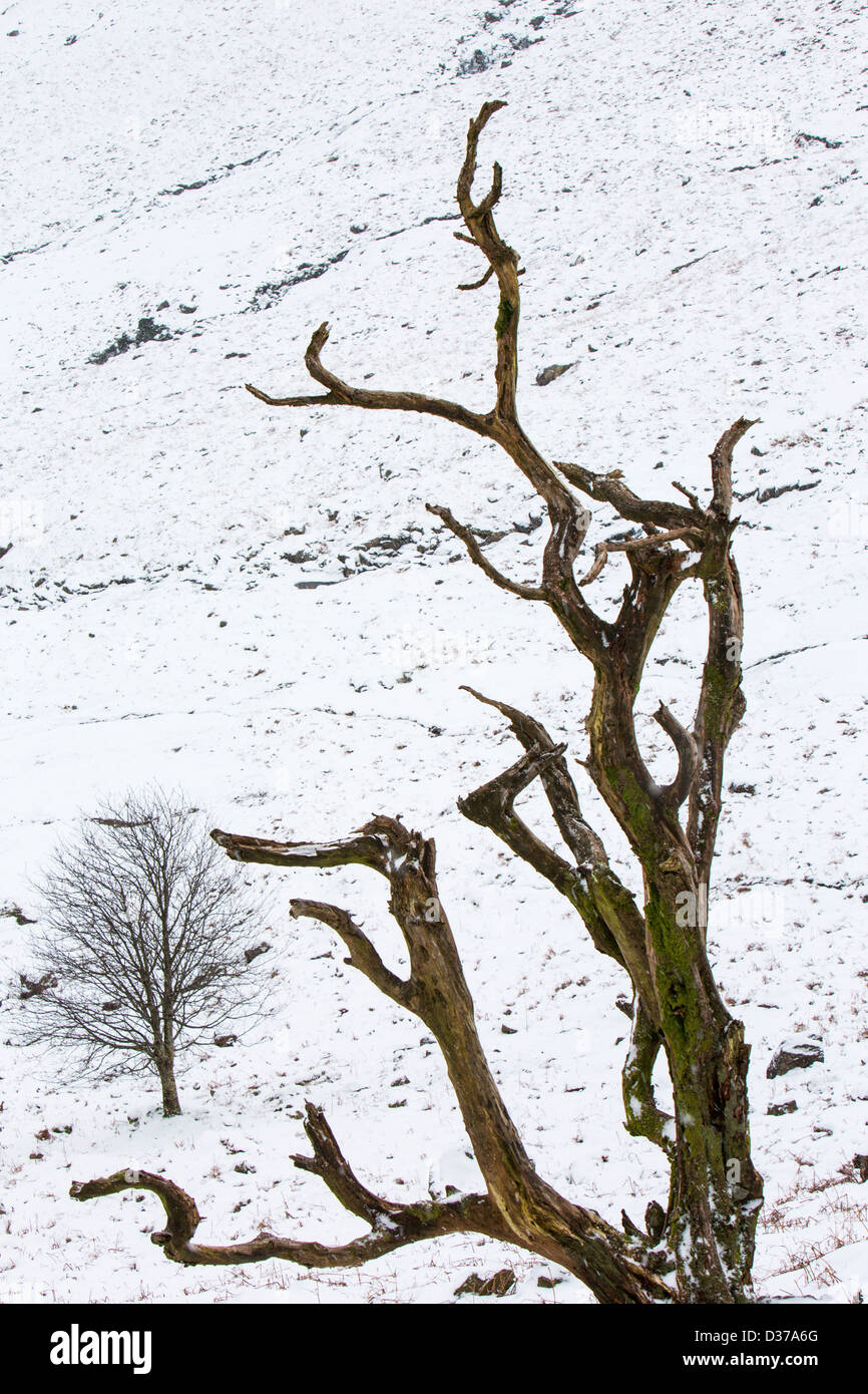 Dead rowan tree hi-res stock photography and images - Alamy