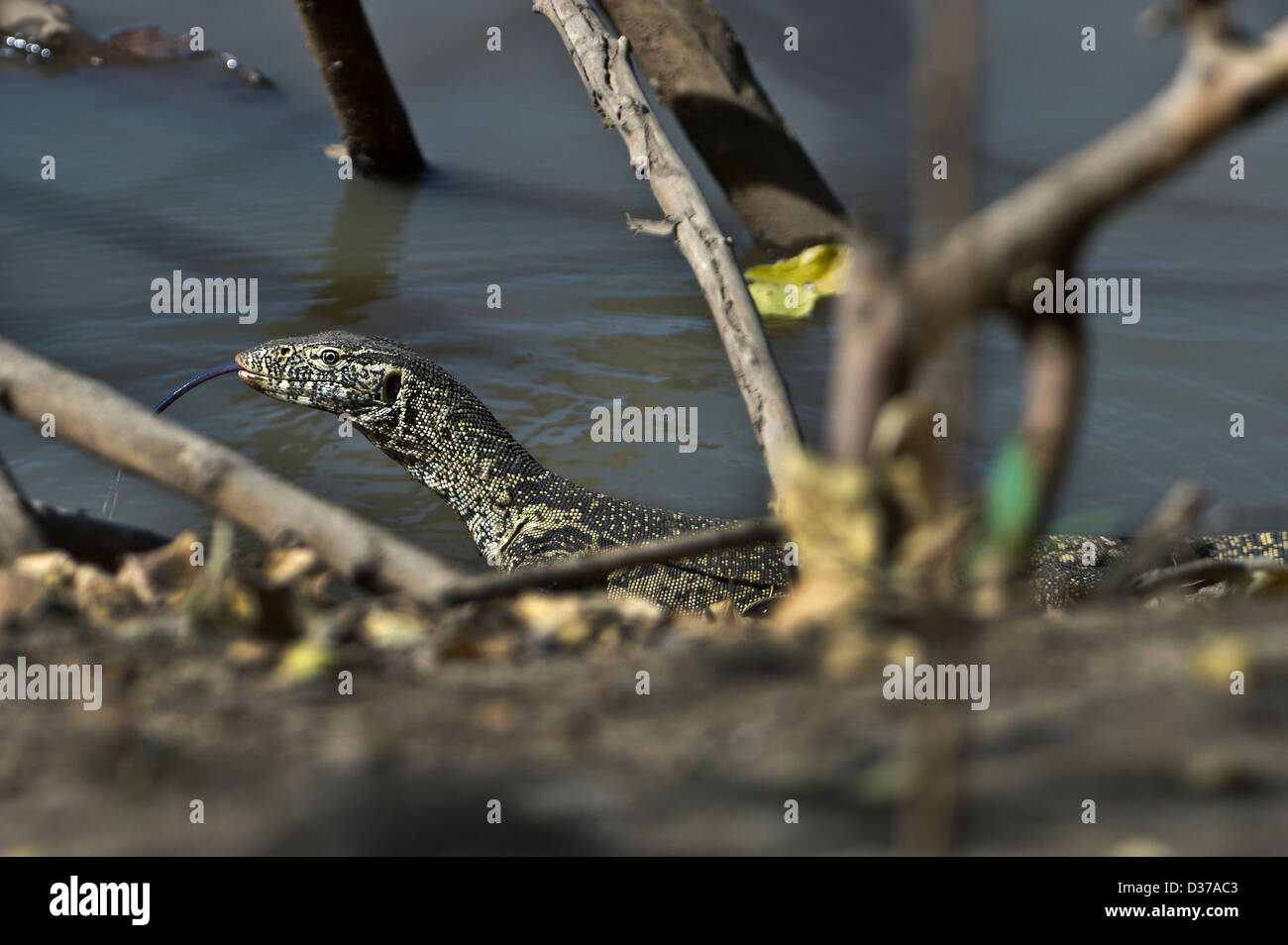 Ethiopian Lizard High Resolution Stock Photography and Images - Alamy