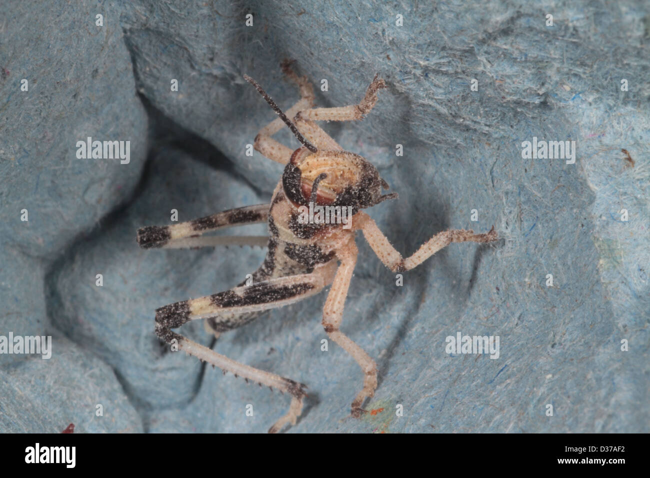 Baby Locust bred as pet food for reptiles etc Stock Photo - Alamy
