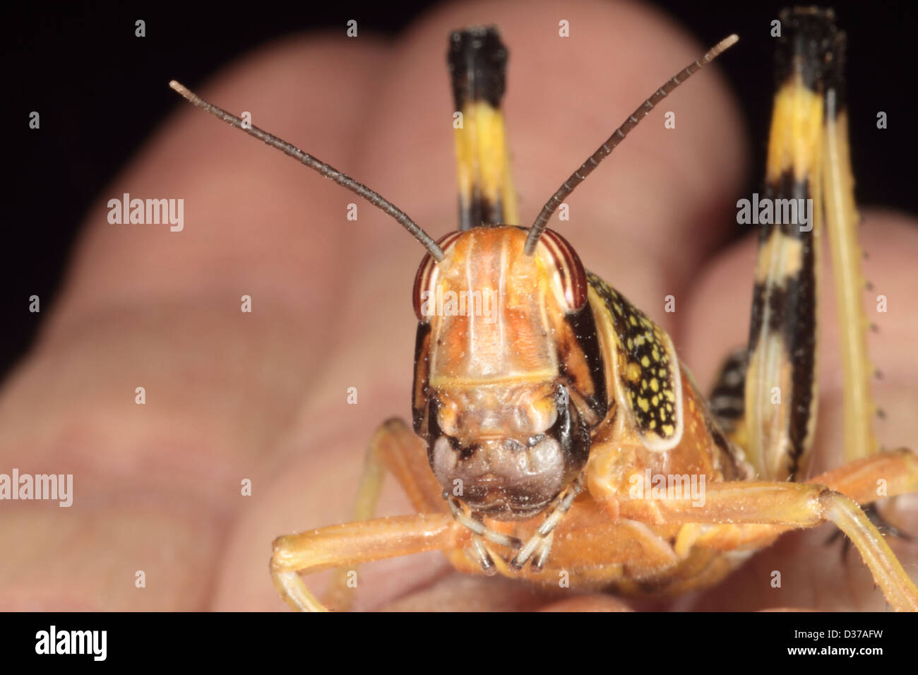 Locust insect protein hi-res stock photography and images - Alamy