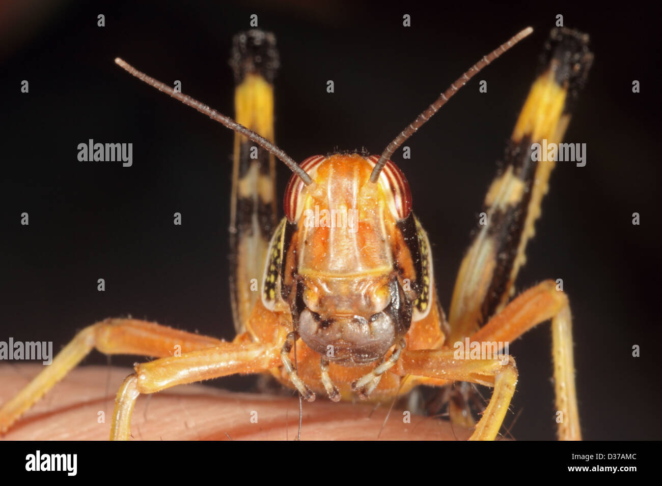 Locust insect protein hi-res stock photography and images - Alamy