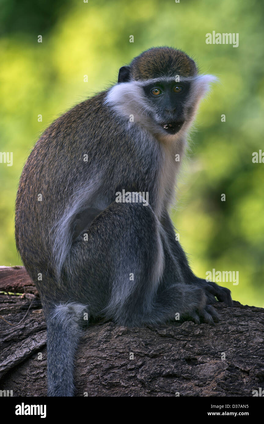 Long haired monkey hi-res stock photography and images - Alamy