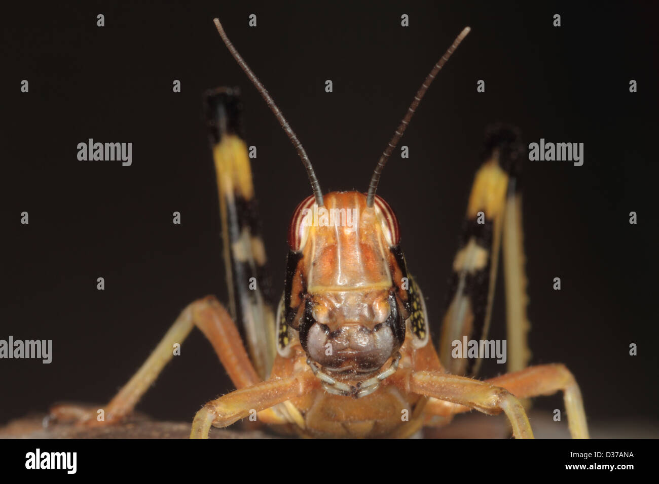 Locust insect protein hi-res stock photography and images - Alamy