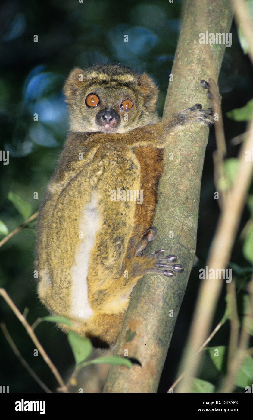 Avahi lemur hi-res stock photography and images - Alamy