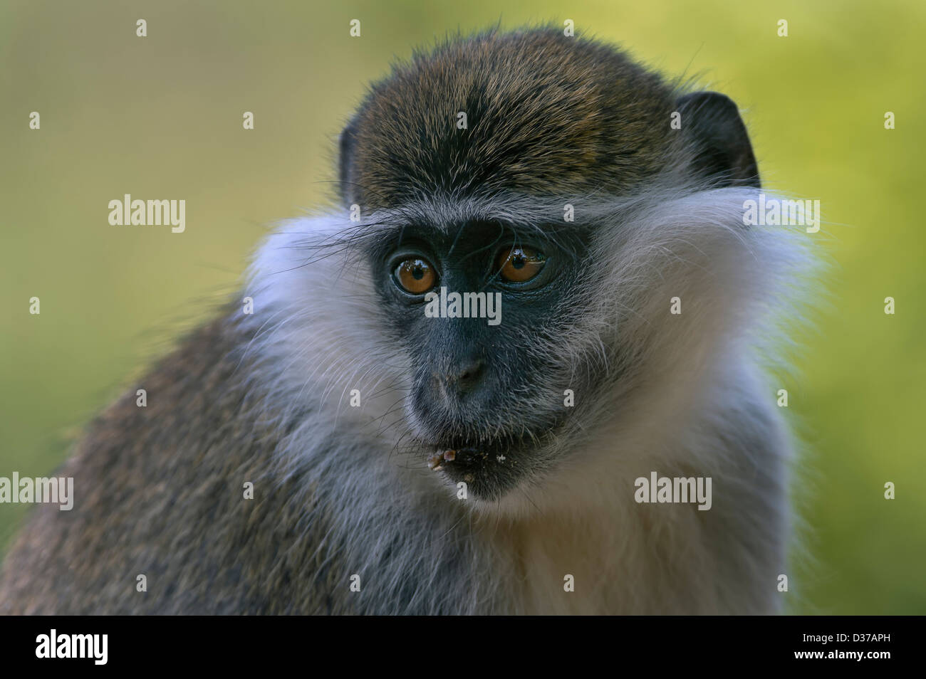 Long haired monkey hi-res stock photography and images - Alamy