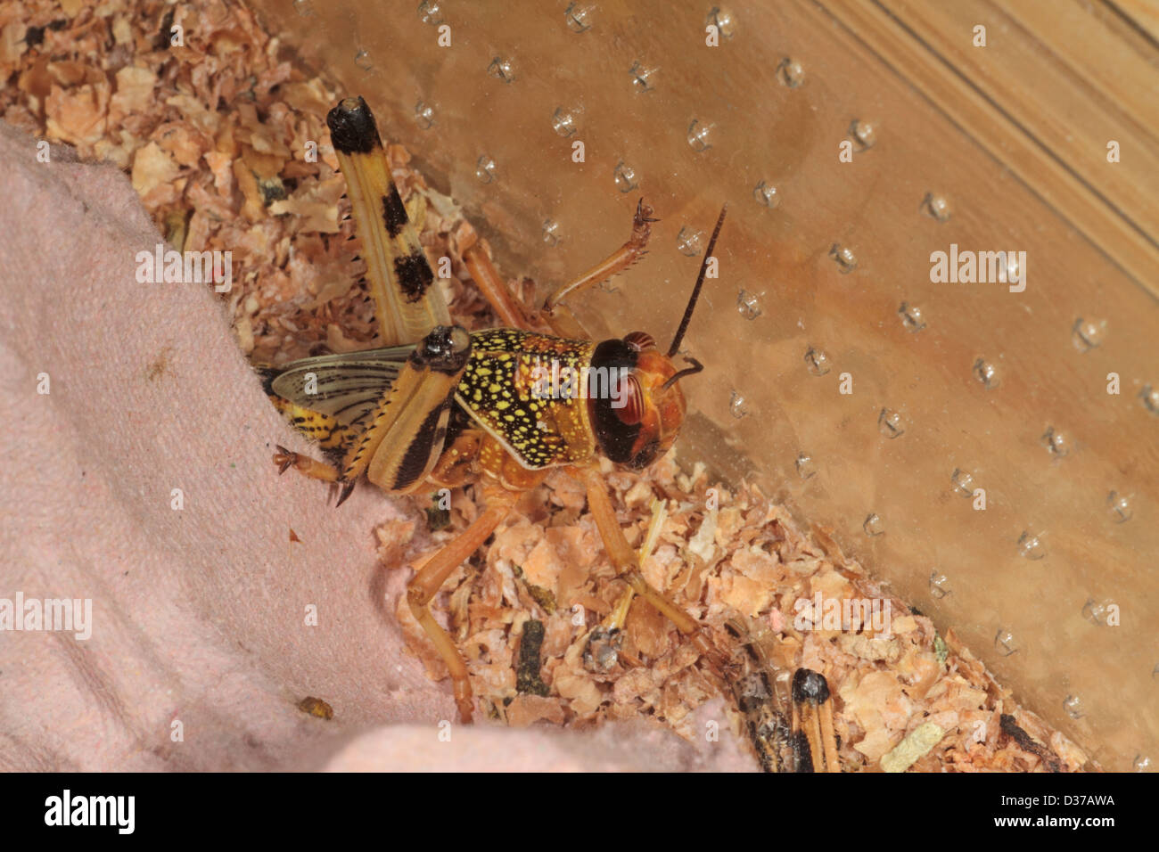 Baby Locust bred as pet food for reptiles etc Stock Photo - Alamy