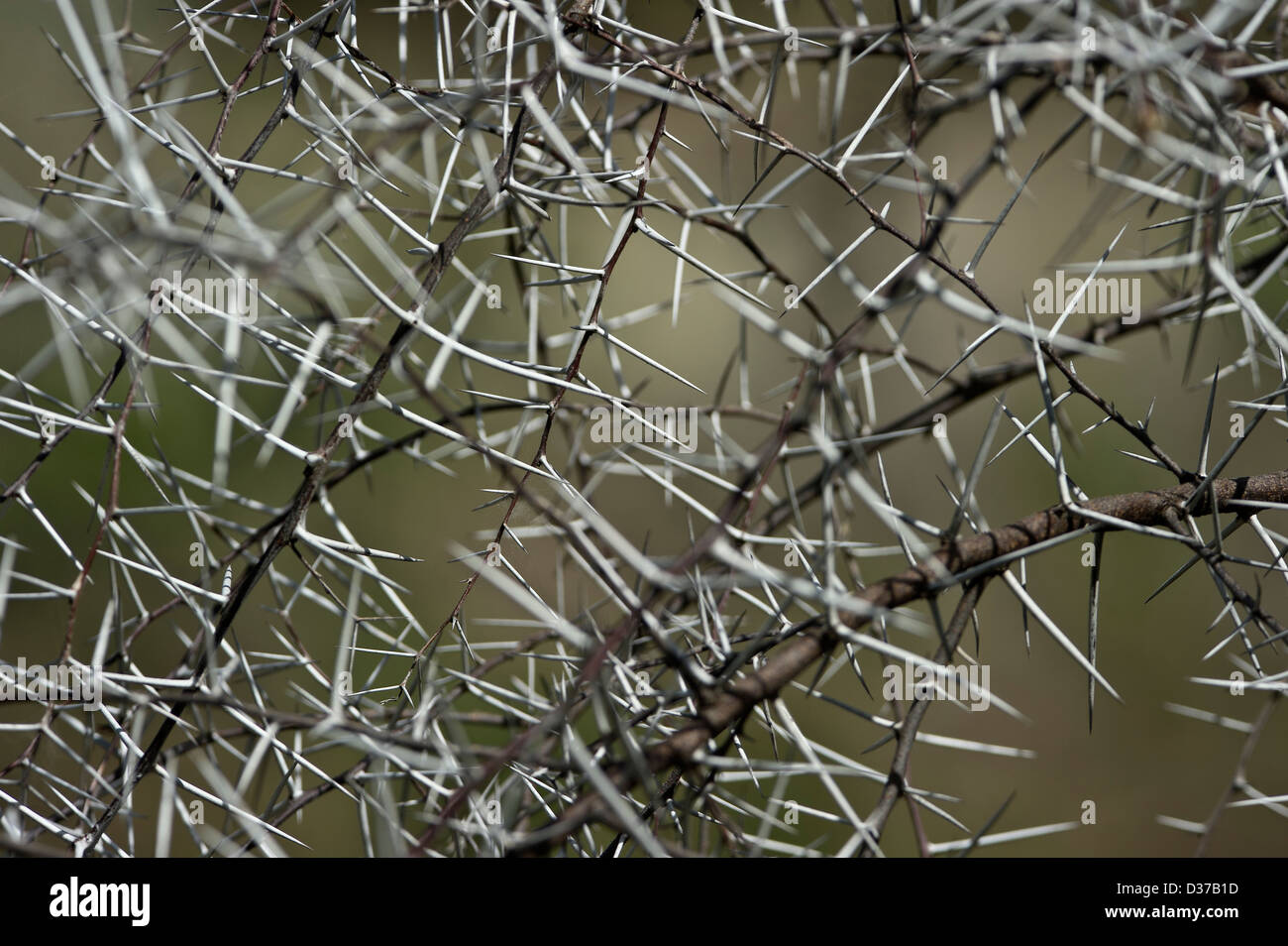 Acacia branches hi-res stock photography and images - Alamy