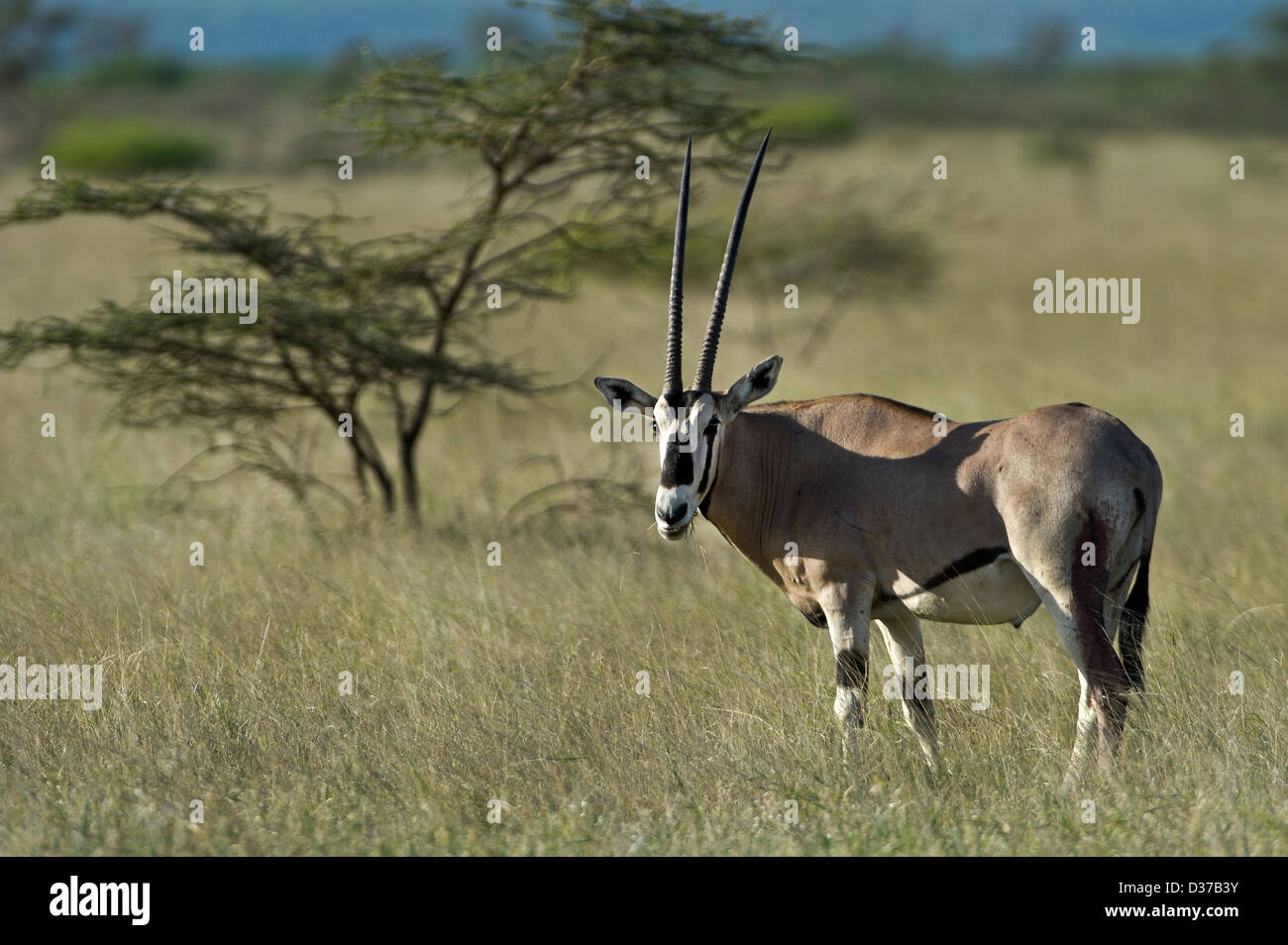 Ethiopian herbivores hi-res stock photography and images - Alamy