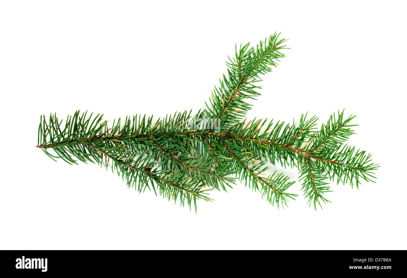 Fir tree branch ornament Cut Out Stock Images & Pictures - Alamy